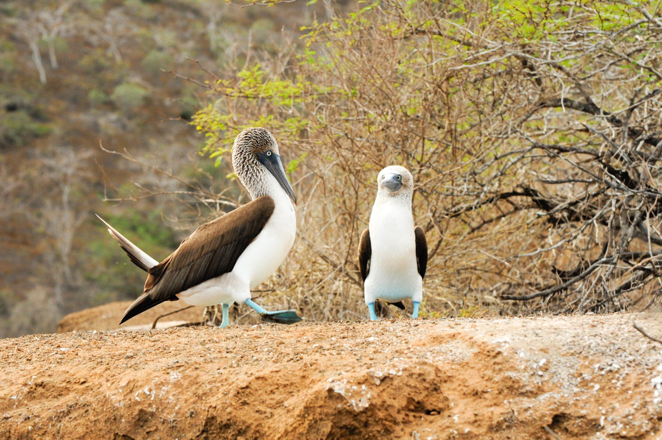 Isla Española en Galápagos 2025: cómo visitarla, temporada del albatros ...