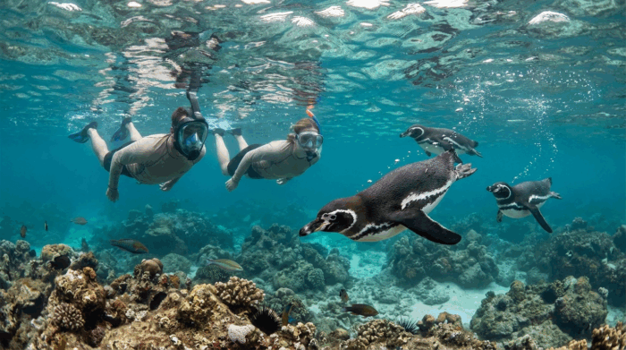 Snorkel y buceo en Galápagos 2025: guía completa de sitios, niveles y ...